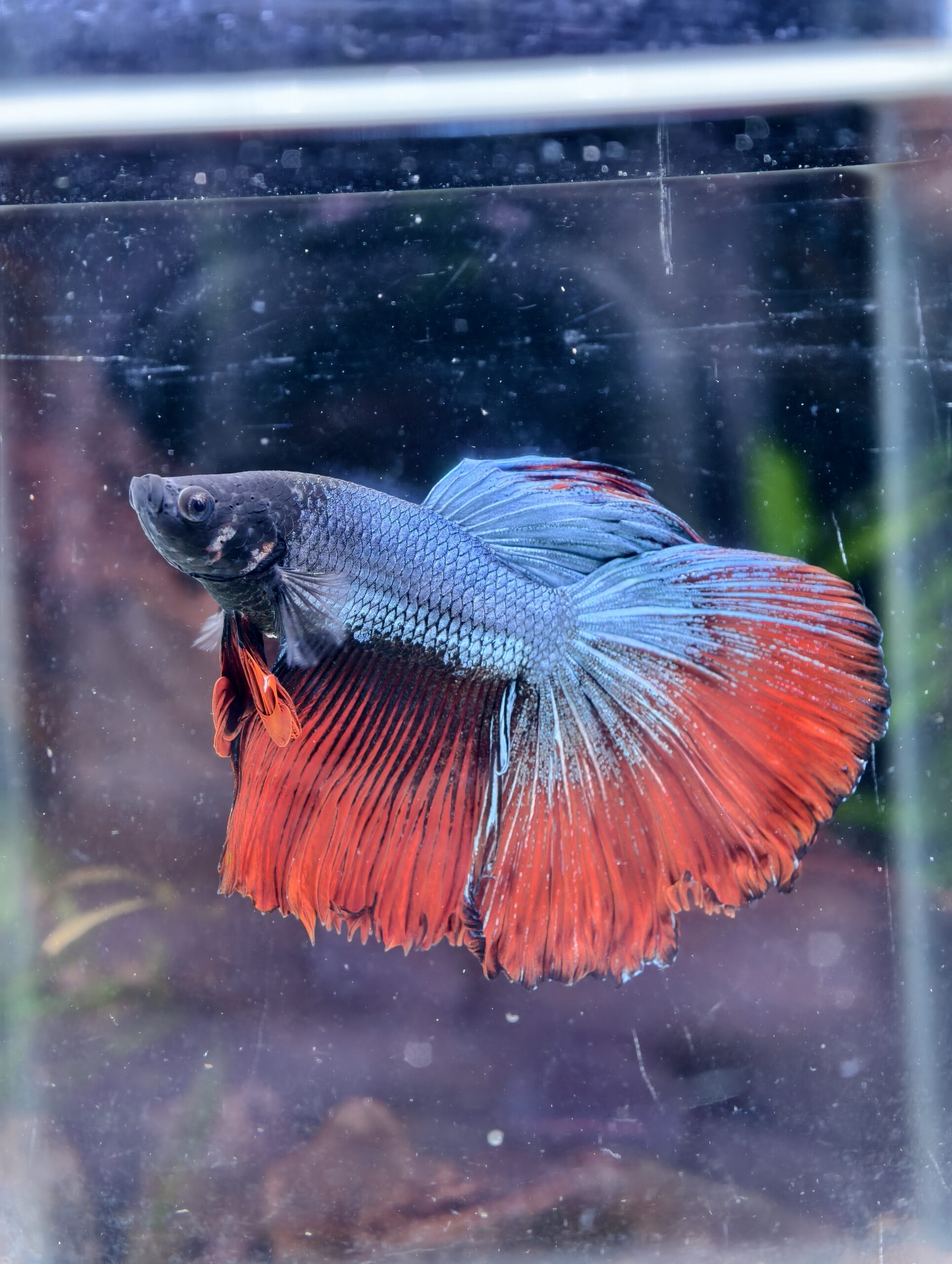 BB416 - Bicolour Halfmoon - OzDiscus