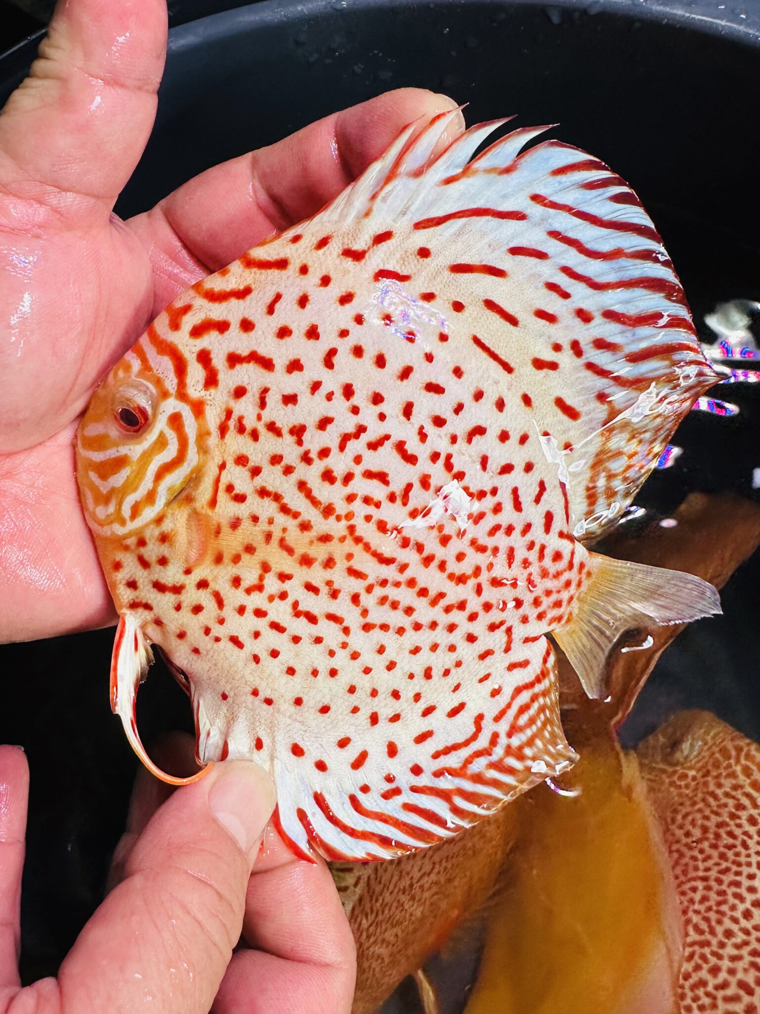 Shop Live Fish For Sale - OzDiscus