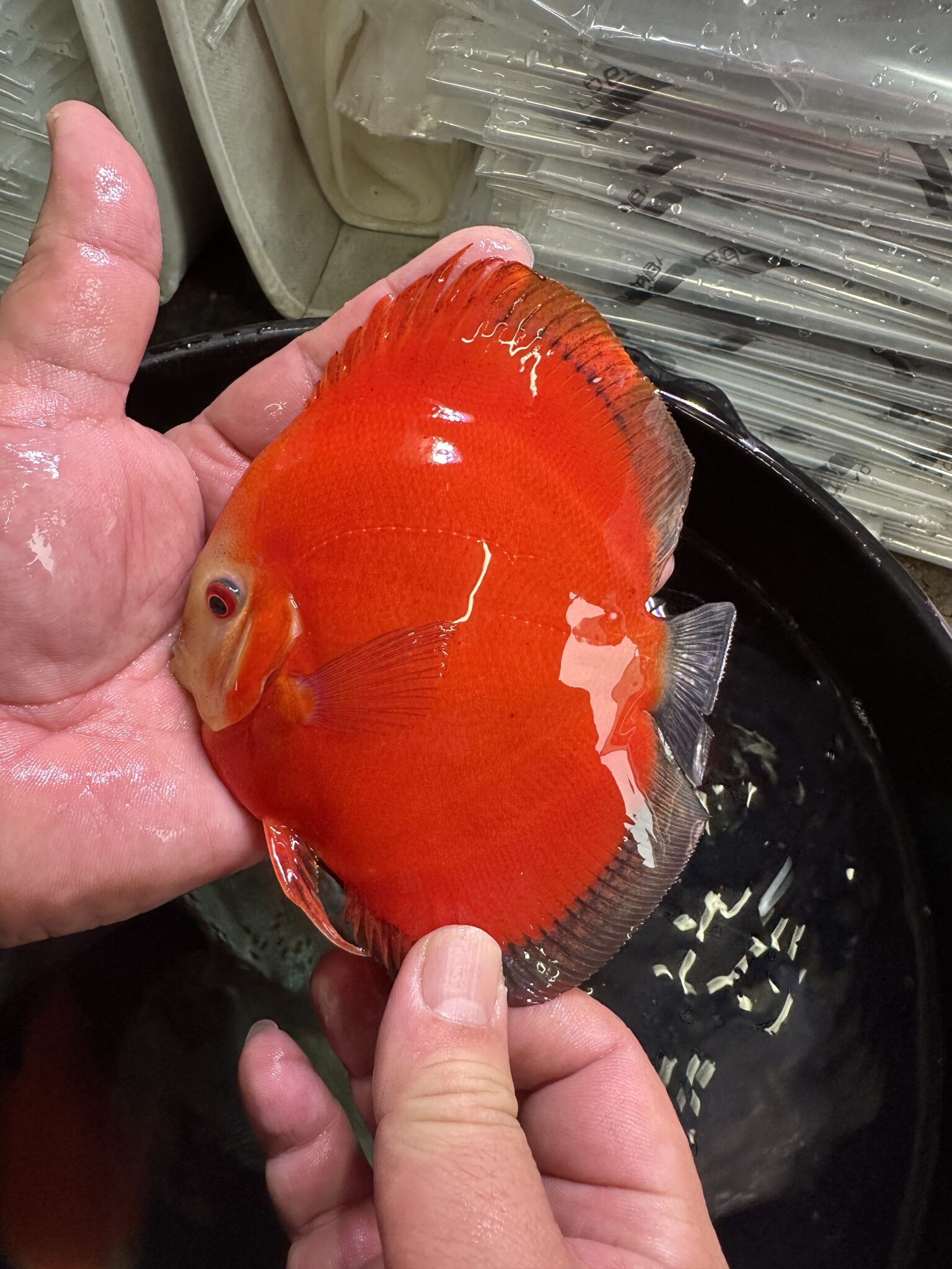 Red Fuji 10/11cm BO - OzDiscus
