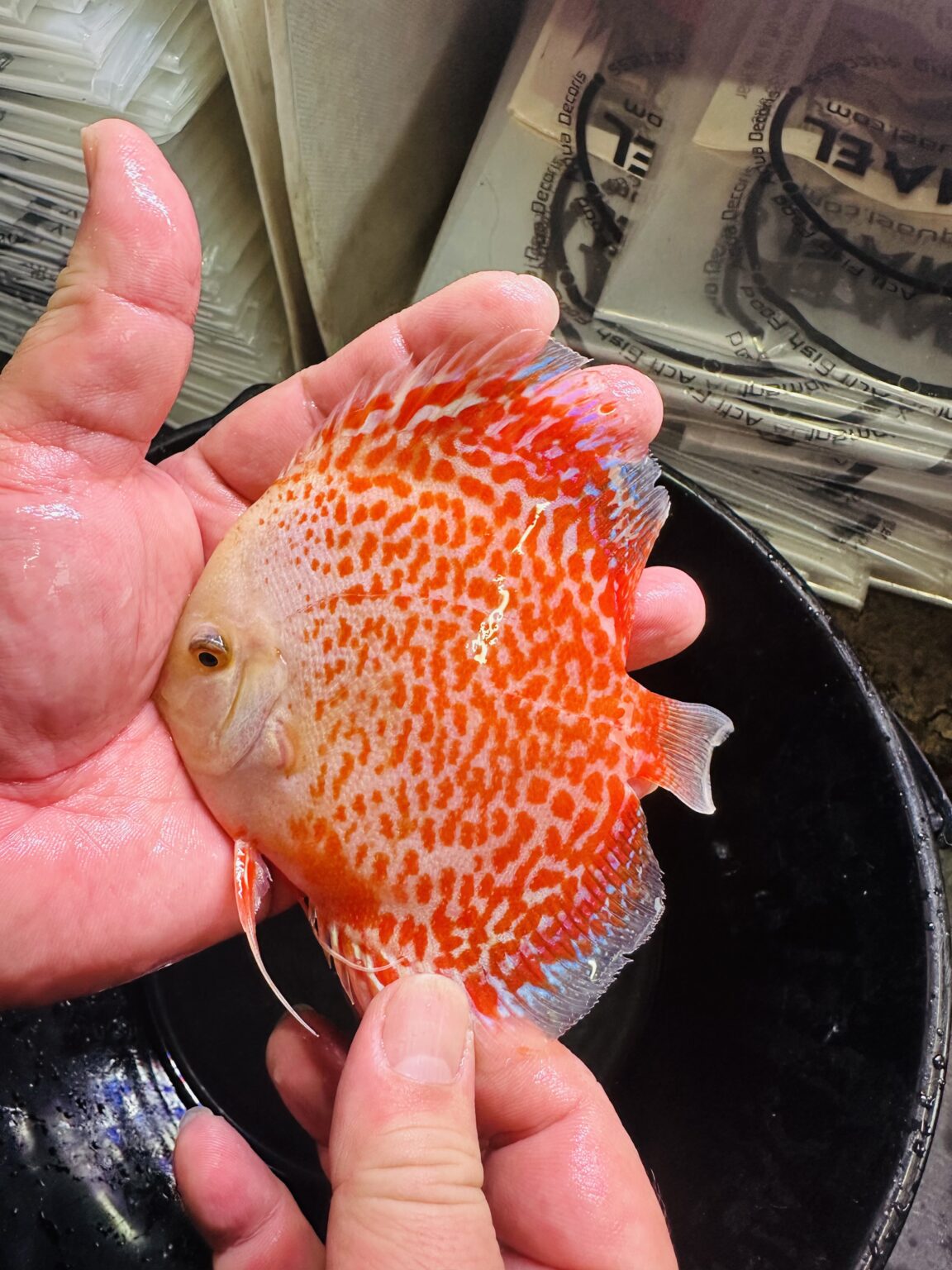 Snow LSS/Leopard 8/9cm BO - OzDiscus
