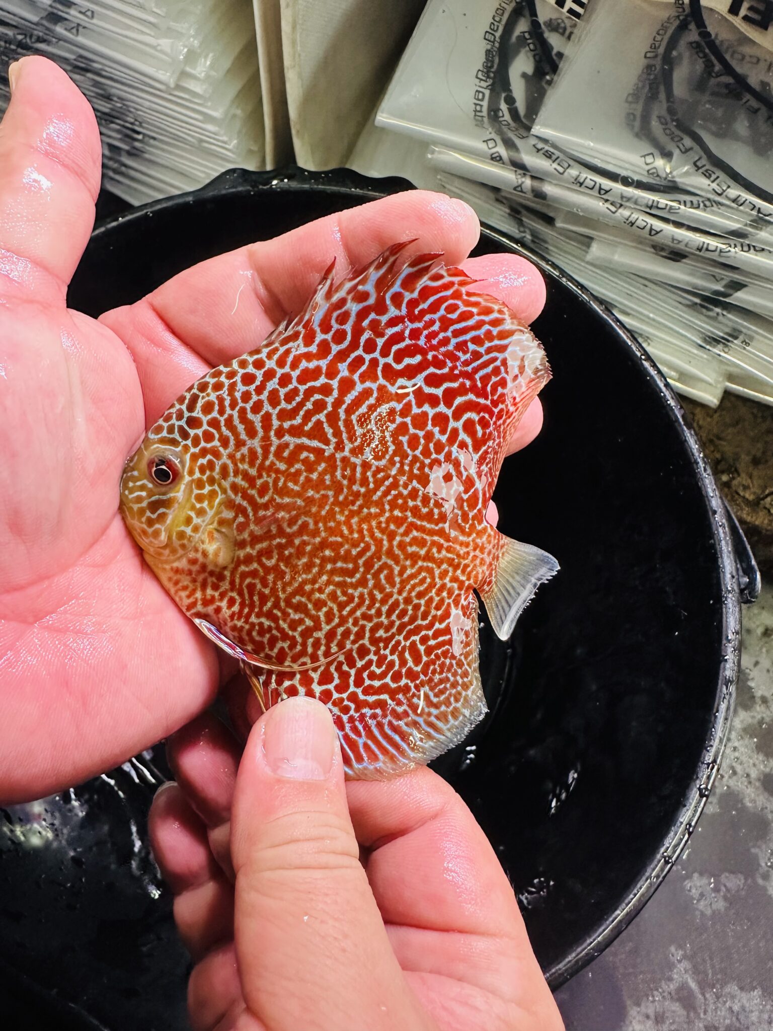 Panthera Eruption 8/9cm BO - OzDiscus