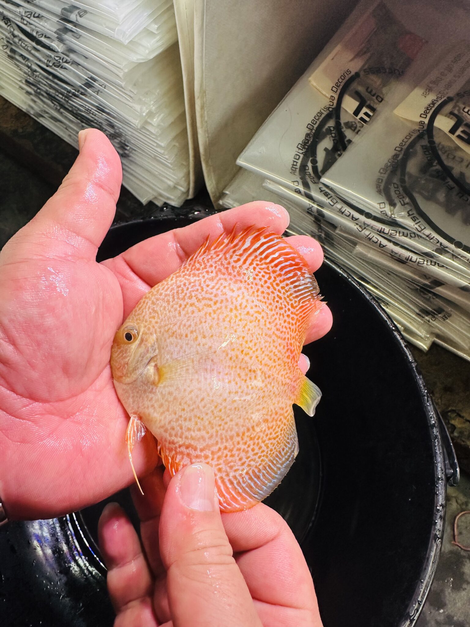 Shop Live Fish For Sale - OzDiscus