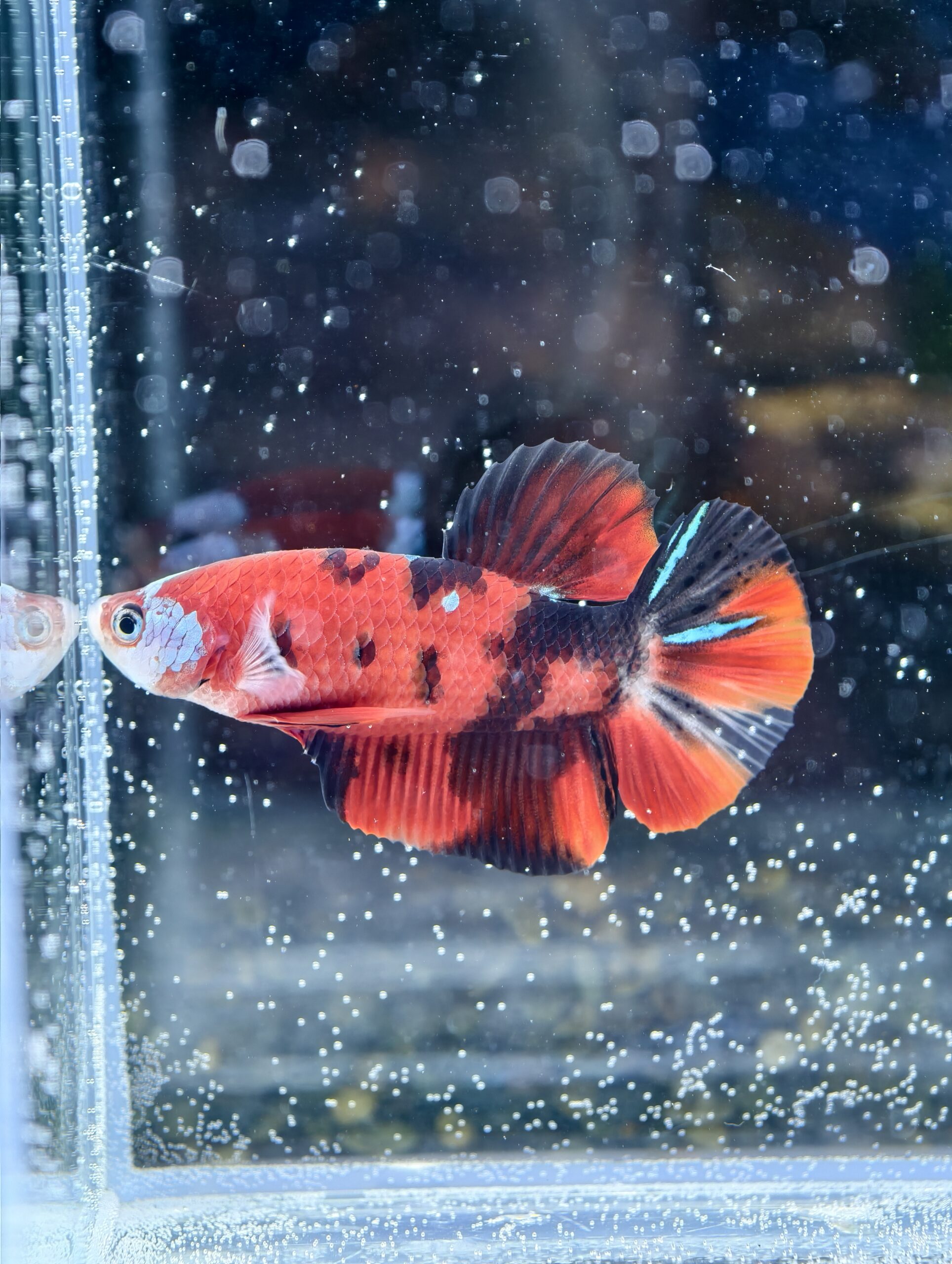 BB308 - HMPK Red Galaxy Koi - OzDiscus