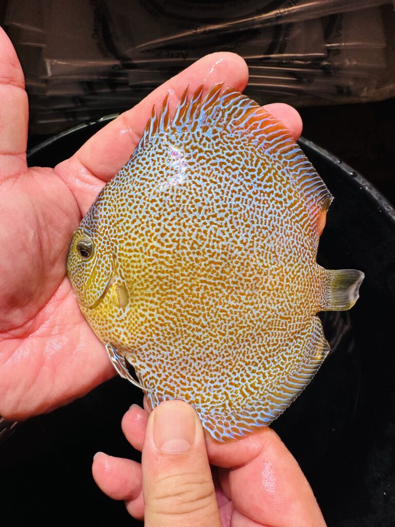 Blue Super Panthera 8/9cm BO - OzDiscus
