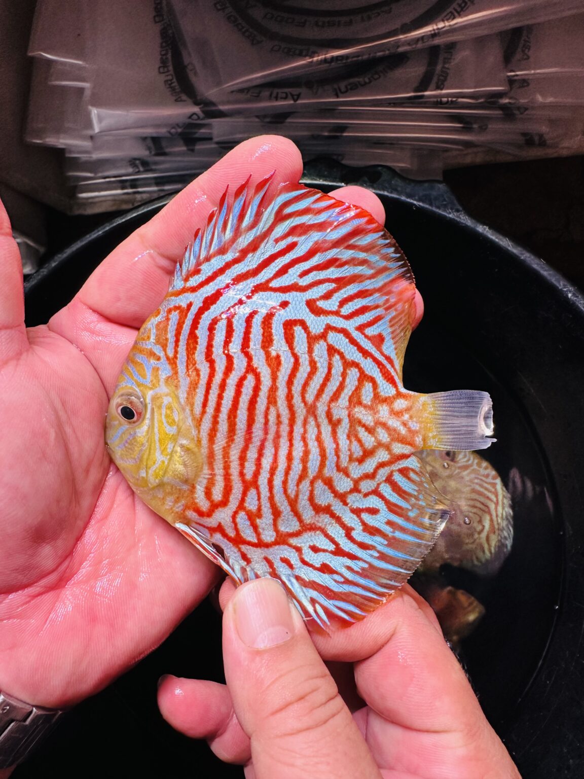 White Tiger 8/9cm BO - OzDiscus