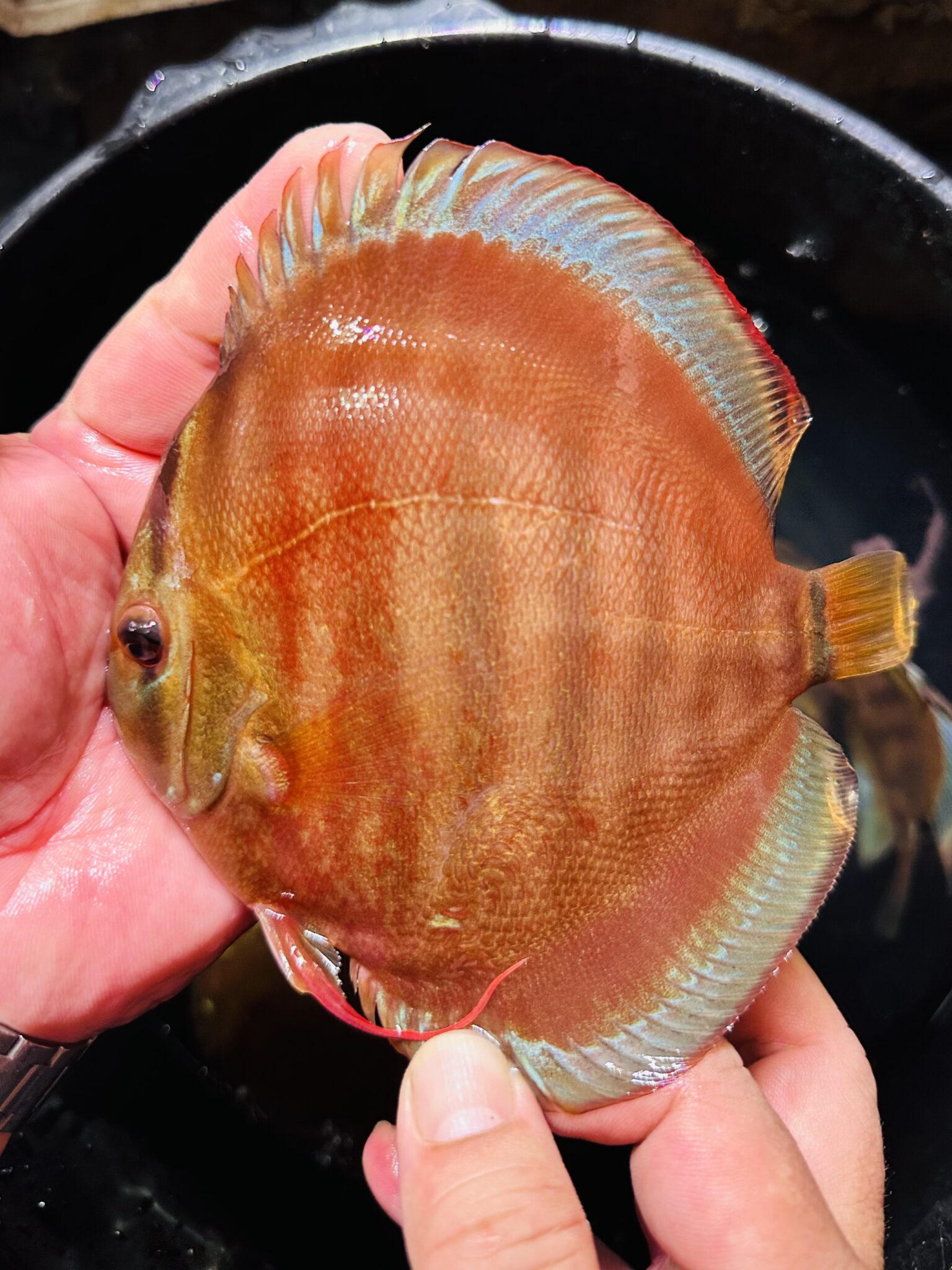 Wild X ICA 13/14cm BO - OzDiscus