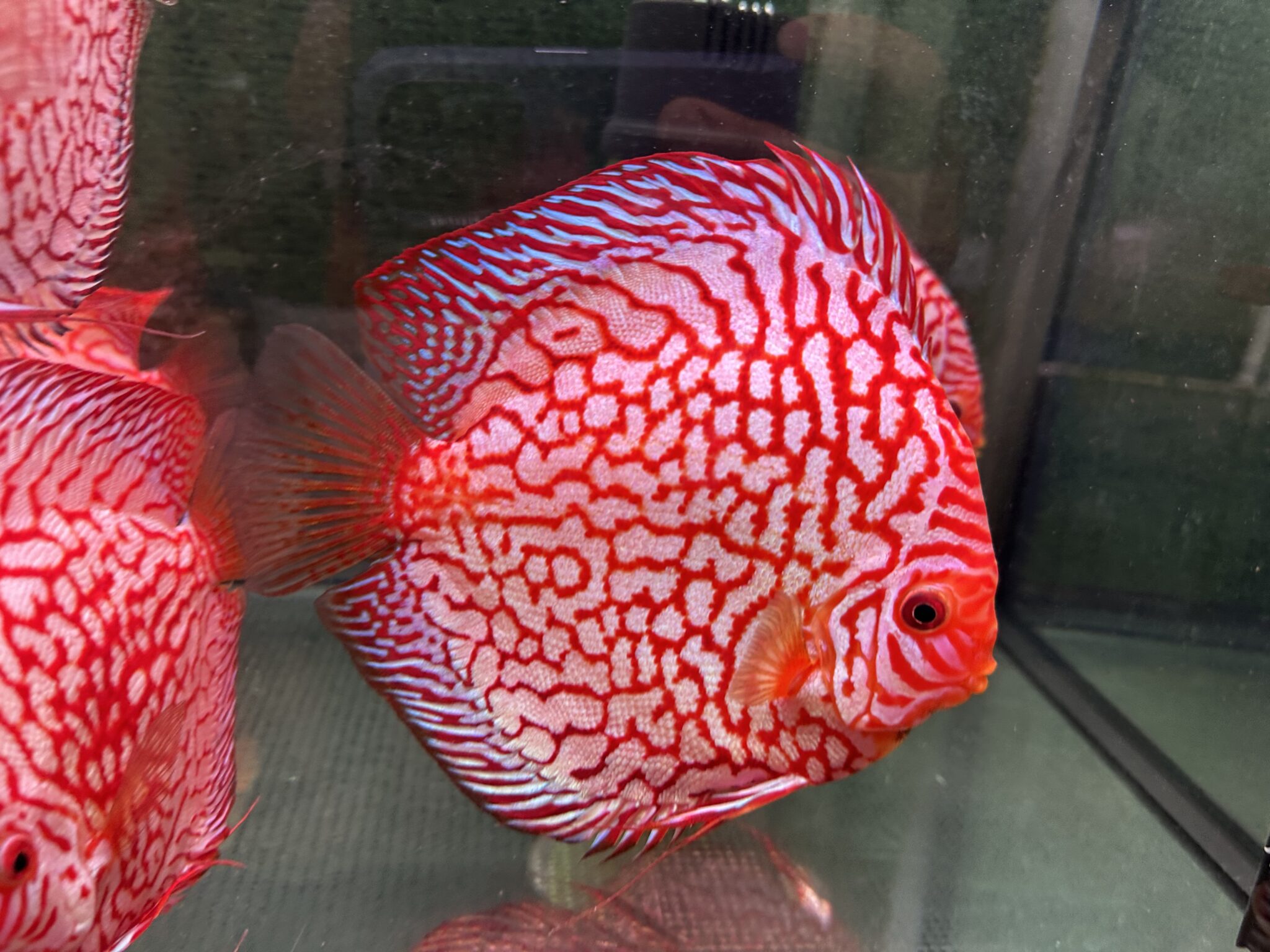 Red Map 13/14cm BO - OzDiscus