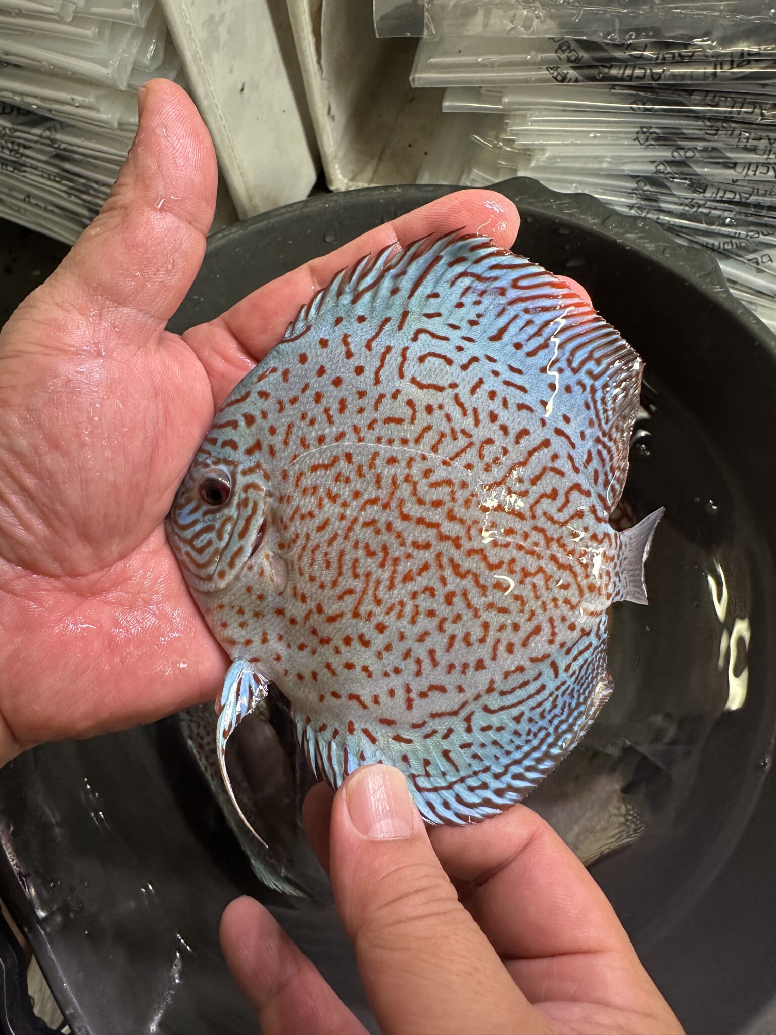 Panthera Leopard 9/10cm BO - OzDiscus