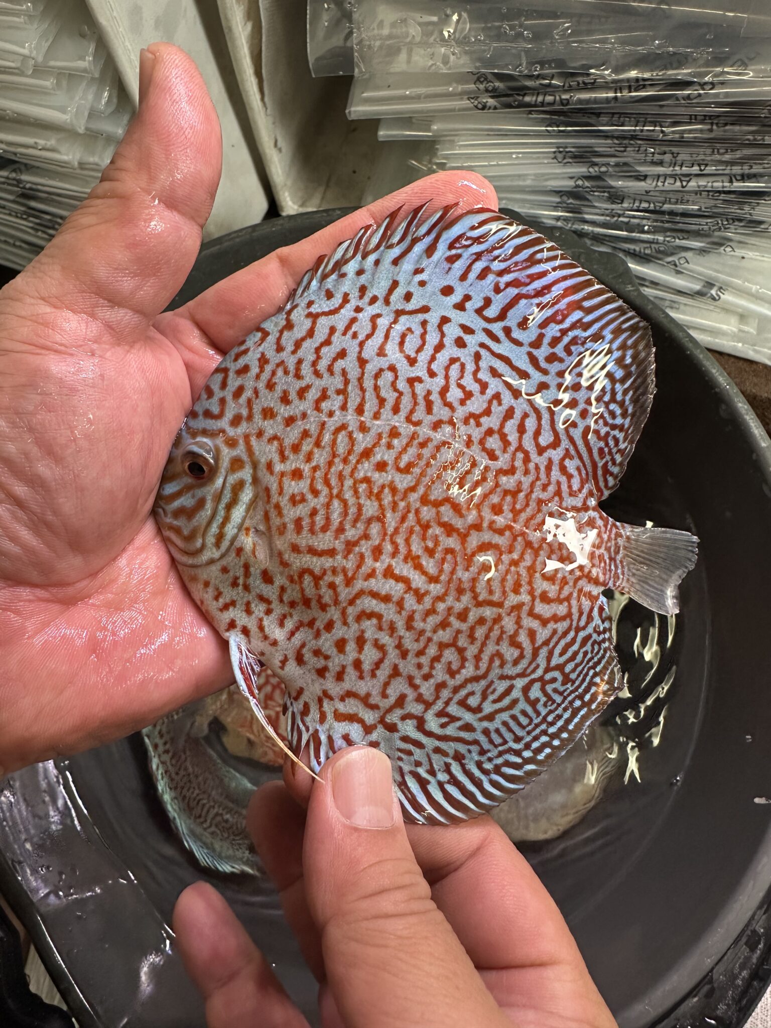 Panthera Leopard 9/10cm BO - OzDiscus