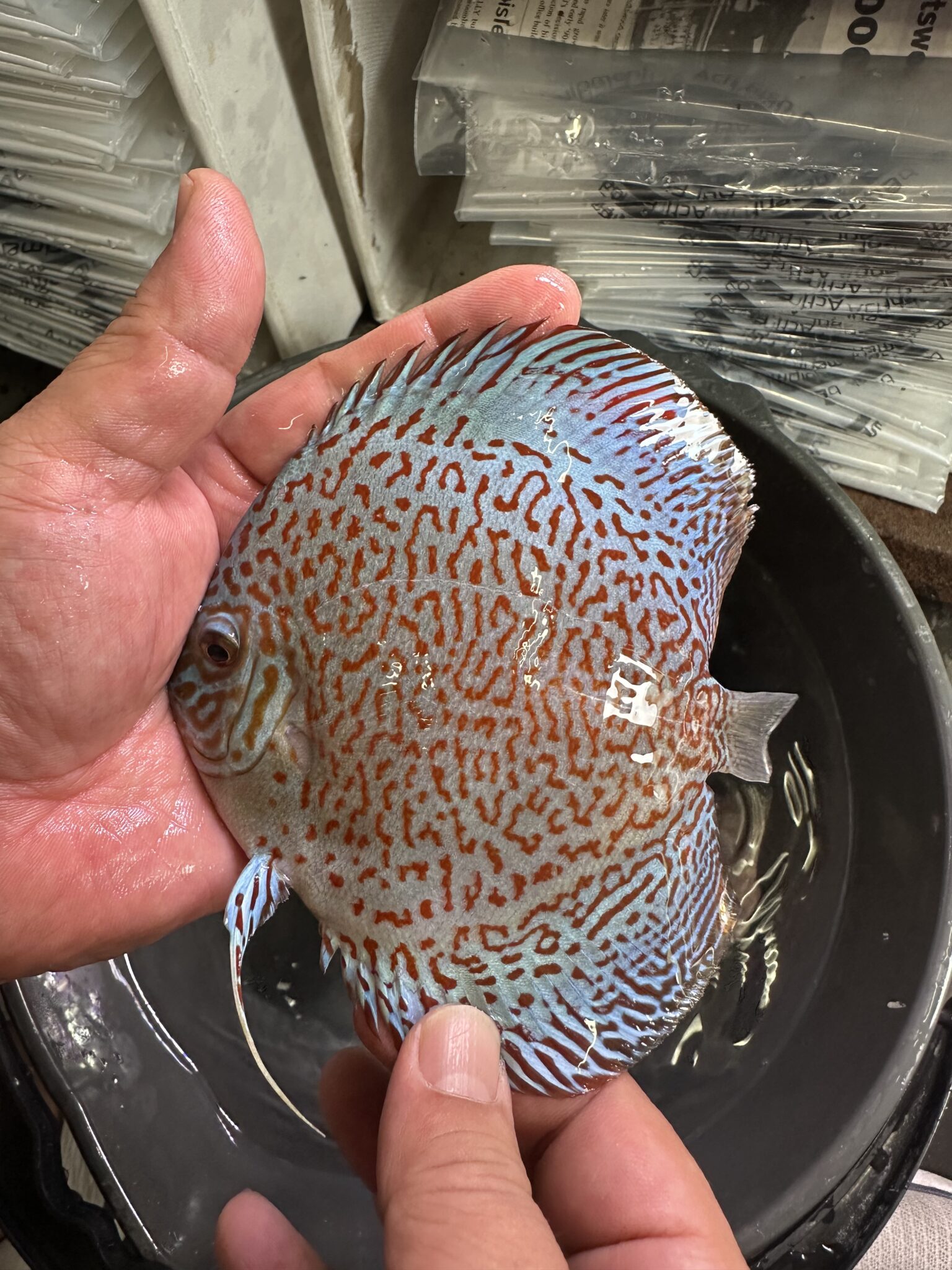 Panthera Leopard 9/10cm BO - OzDiscus