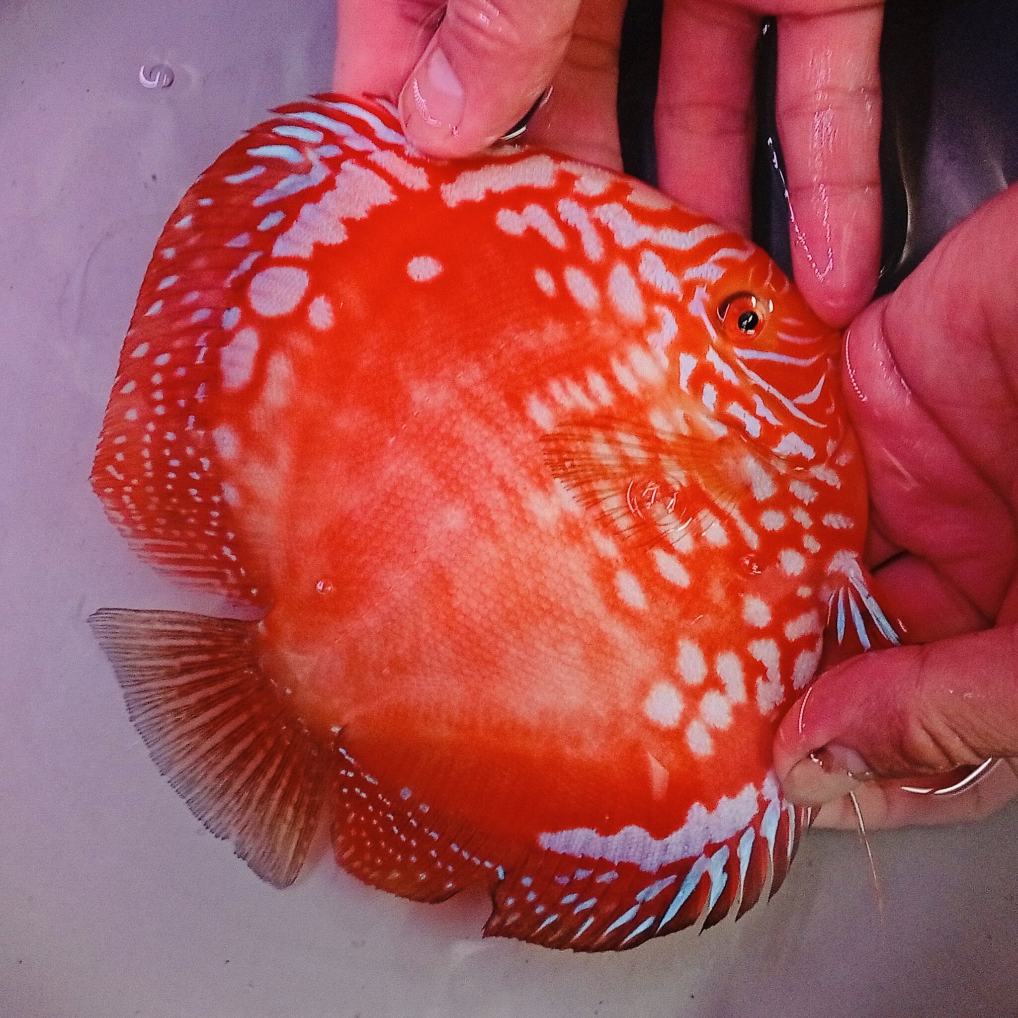 Show Grade Red Rafflesia 13/14cm BO - OzDiscus