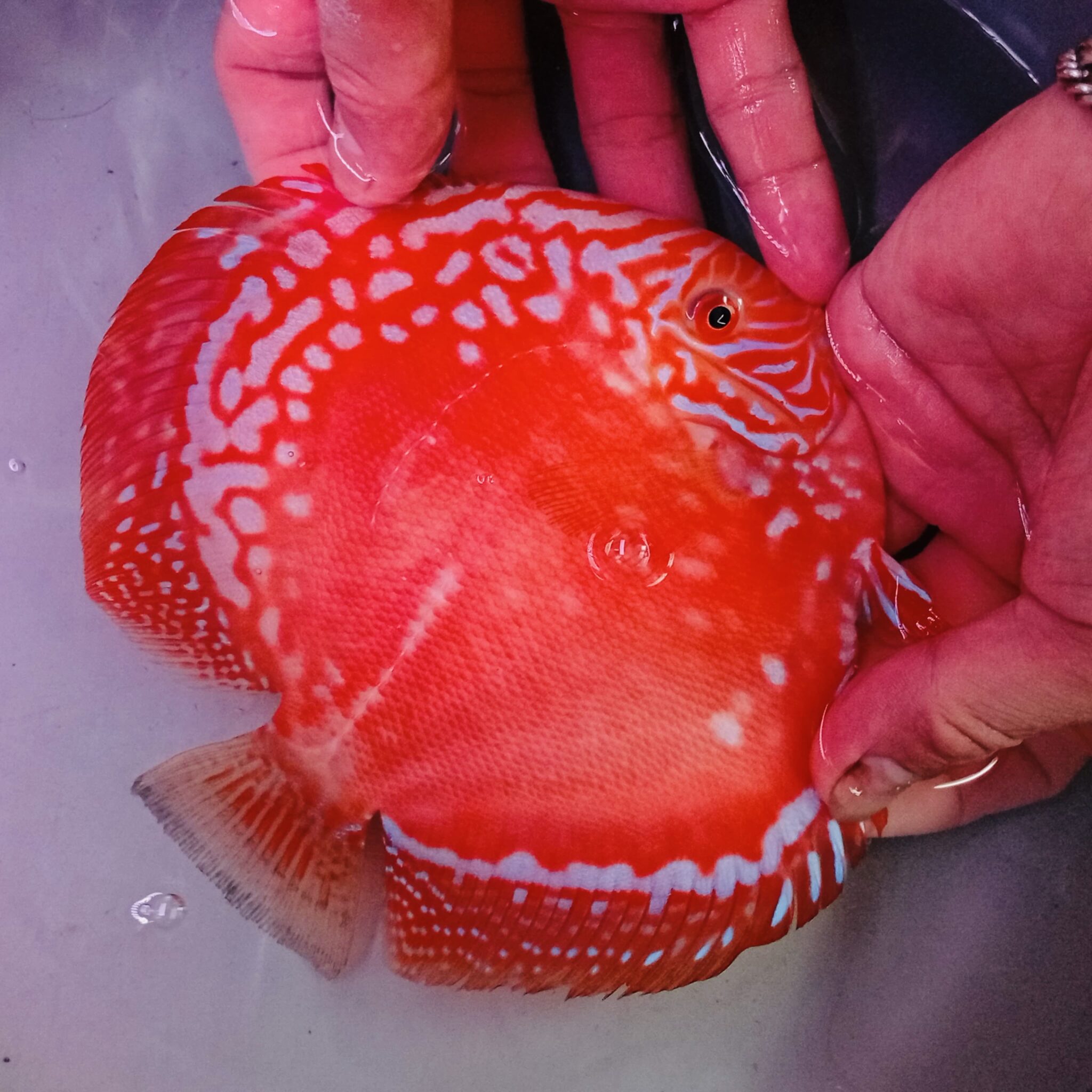 Show Grade Red Rafflesia 13/14cm BO - OzDiscus